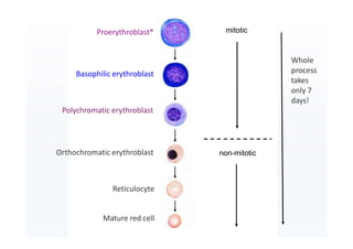 Erythropoiesis.pptx