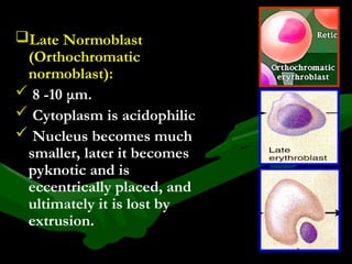 ERYTHROPOIESISfffffffffffffffffffffff.ppt