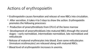 Erythropoiesis. power point presentation | PPTX