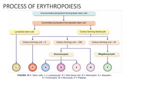 Erythropoiesis. power point presentation | PPTX