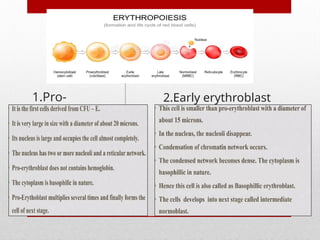 ERYTHROPOIESIS the prod red blood cells. | PPTX