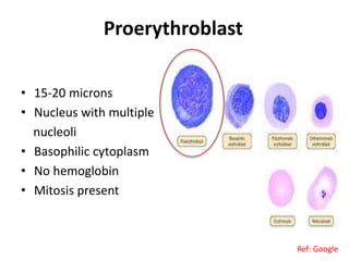 Erythropoiesis | PPTX