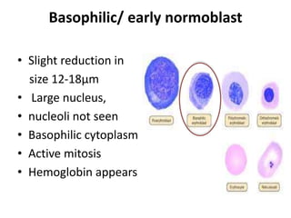 Erythropoiesis | PPTX