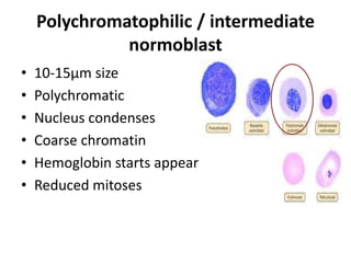 Erythropoiesis | PPTX | Blood Disorders | Diseases and Conditions