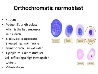 Erythropoiesis | PPTX