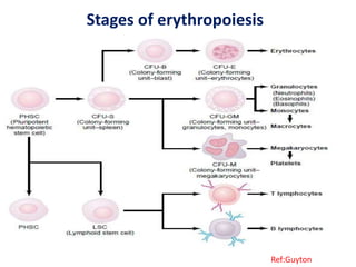 Erythropoiesis | PPTX