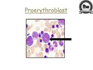Erythropoiesis | PPT