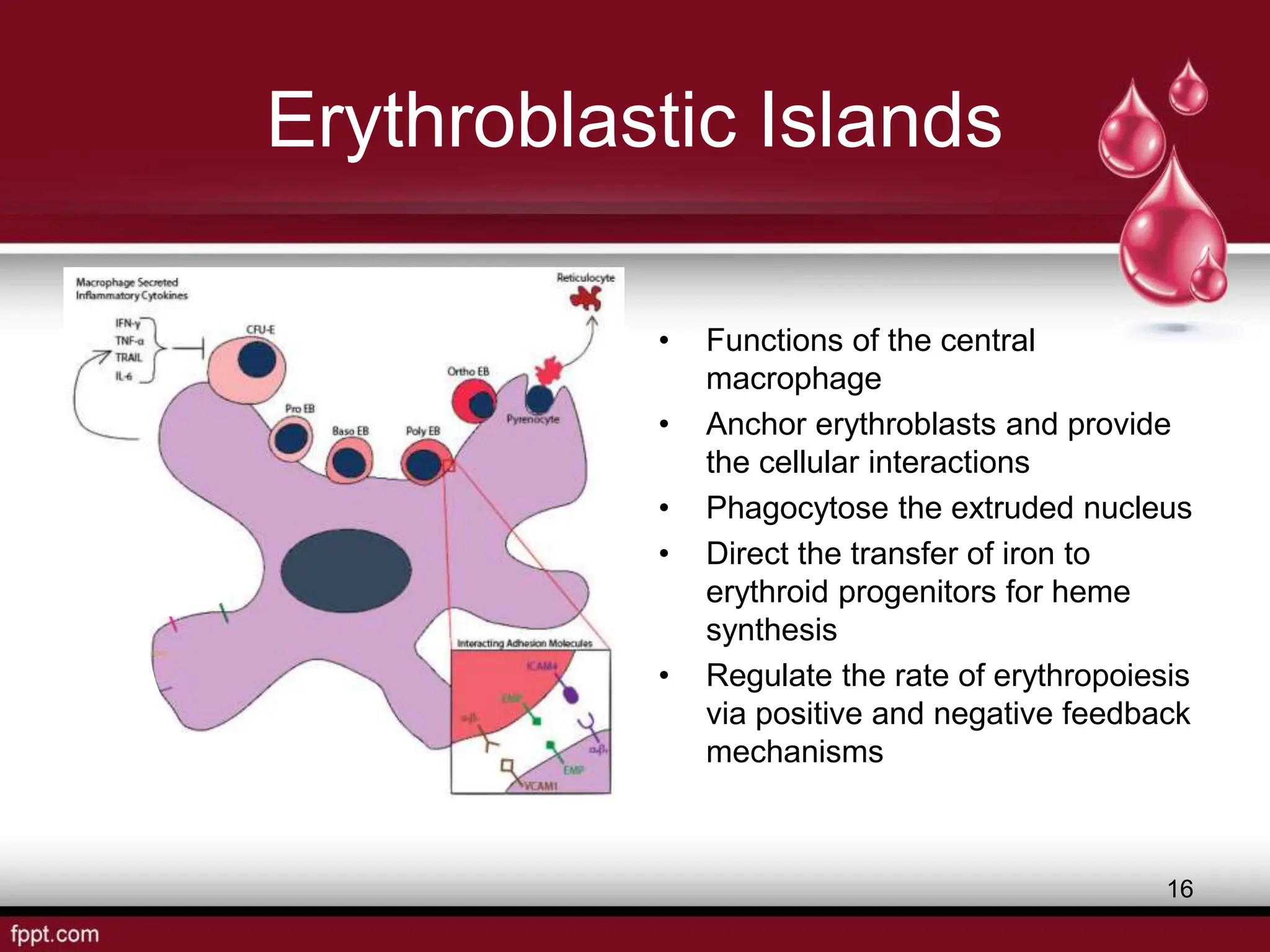 Erythropoiesis: a process of red blood cells formationpresentation.ppt