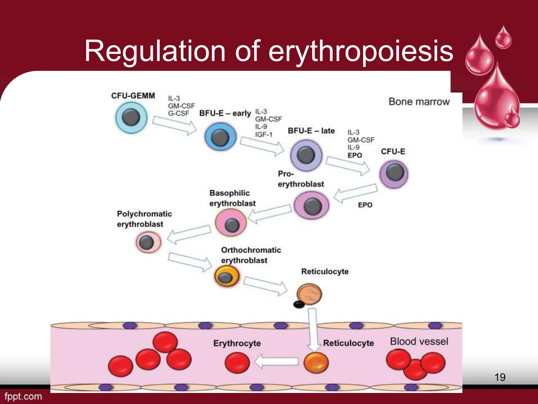 Erythropoiesis: a process of red blood cells formationpresentation.ppt