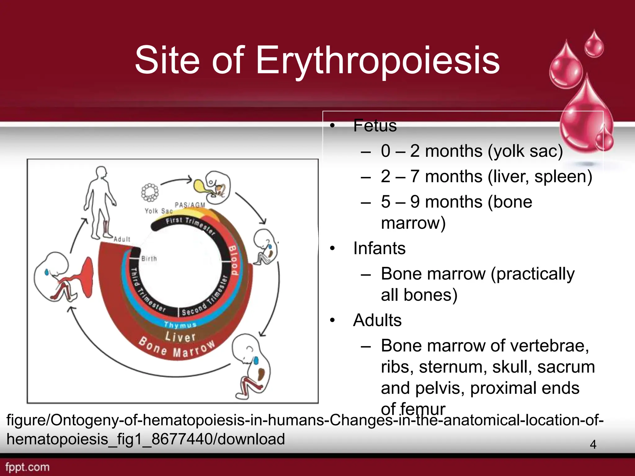 Erythropoiesis: a process of red blood cells formationpresentation.ppt
