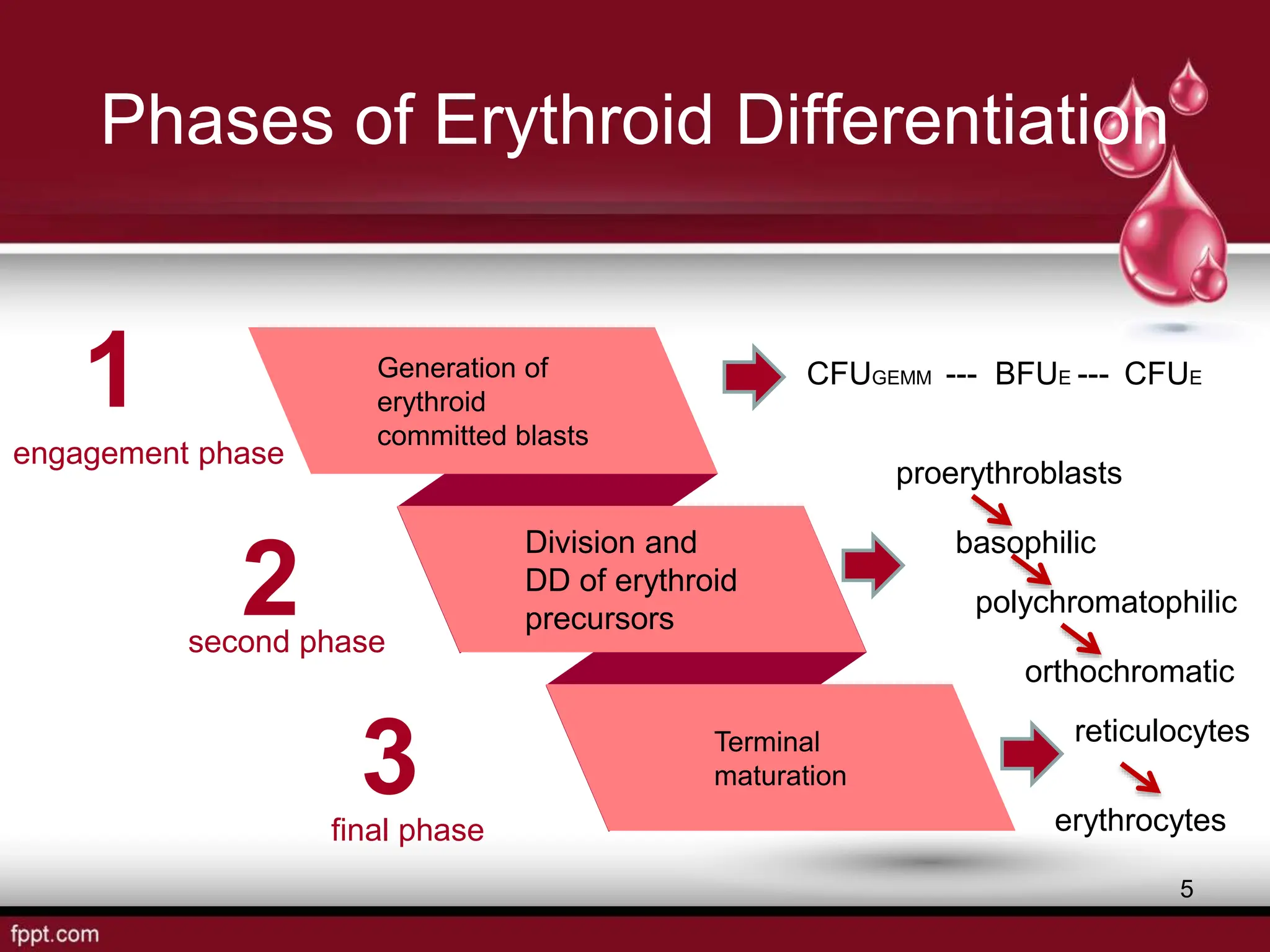 Erythropoiesis: a process of red blood cells formationpresentation.ppt