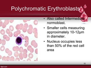 Erythropoiesis: a process of red blood cells formationpresentation.ppt