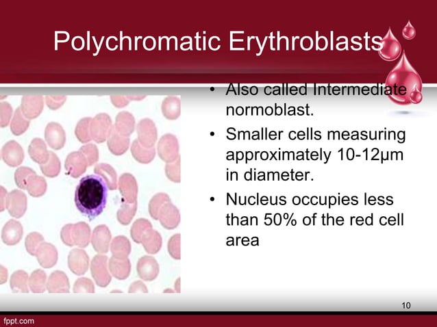 Erythropoiesis: a process of red blood cells formationpresentation.ppt ...
