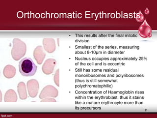 Erythropoiesis: a process of red blood cells formationpresentation.ppt