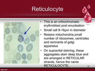 Erythropoiesis: a process of red blood cells formationpresentation.ppt