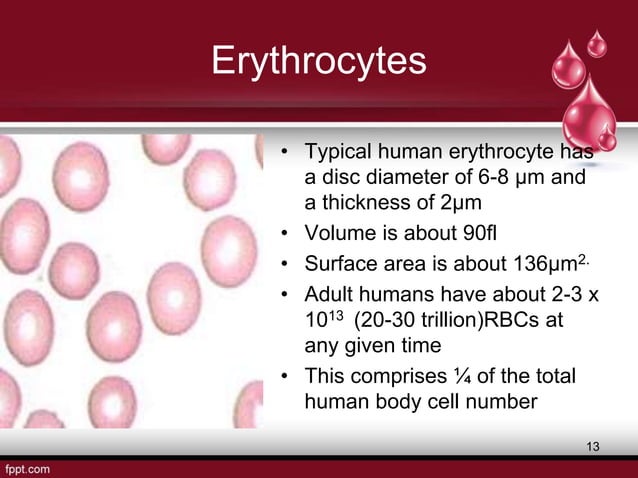 Erythropoiesis: a process of red blood cells formationpresentation.ppt ...