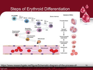 Erythropoiesis: a process of red blood cells formationpresentation.ppt