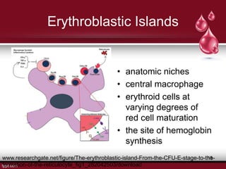 Erythropoiesis: a process of red blood cells formationpresentation.ppt