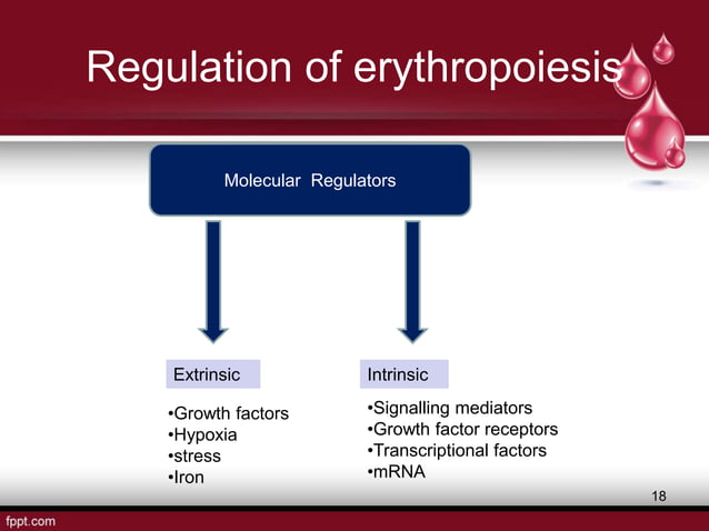 Erythropoiesis: a process of red blood cells formationpresentation.ppt ...