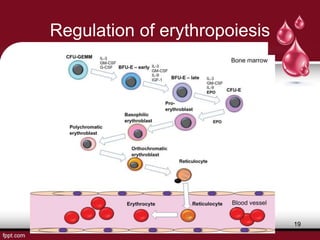 Erythropoiesis: a process of red blood cells formationpresentation.ppt