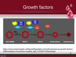 Erythropoiesis: a process of red blood cells formationpresentation.ppt