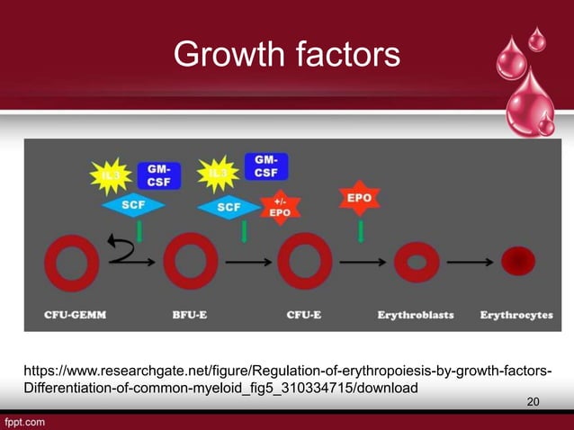 Erythropoiesis: a process of red blood cells formationpresentation.ppt ...