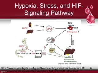 Erythropoiesis: a process of red blood cells formationpresentation.ppt