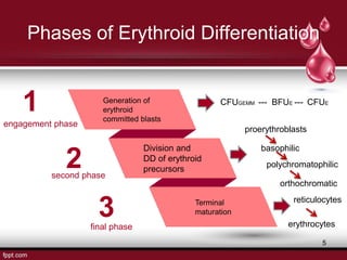 Erythropoiesis: a process of red blood cells formationpresentation.ppt