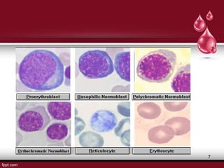 Erythropoiesis: a process of red blood cells formationpresentation.ppt
