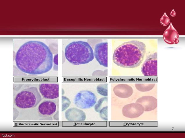 Erythropoiesis: a process of red blood cells formationpresentation.ppt ...