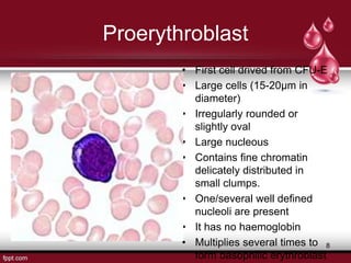 Erythropoiesis: a process of red blood cells formationpresentation.ppt