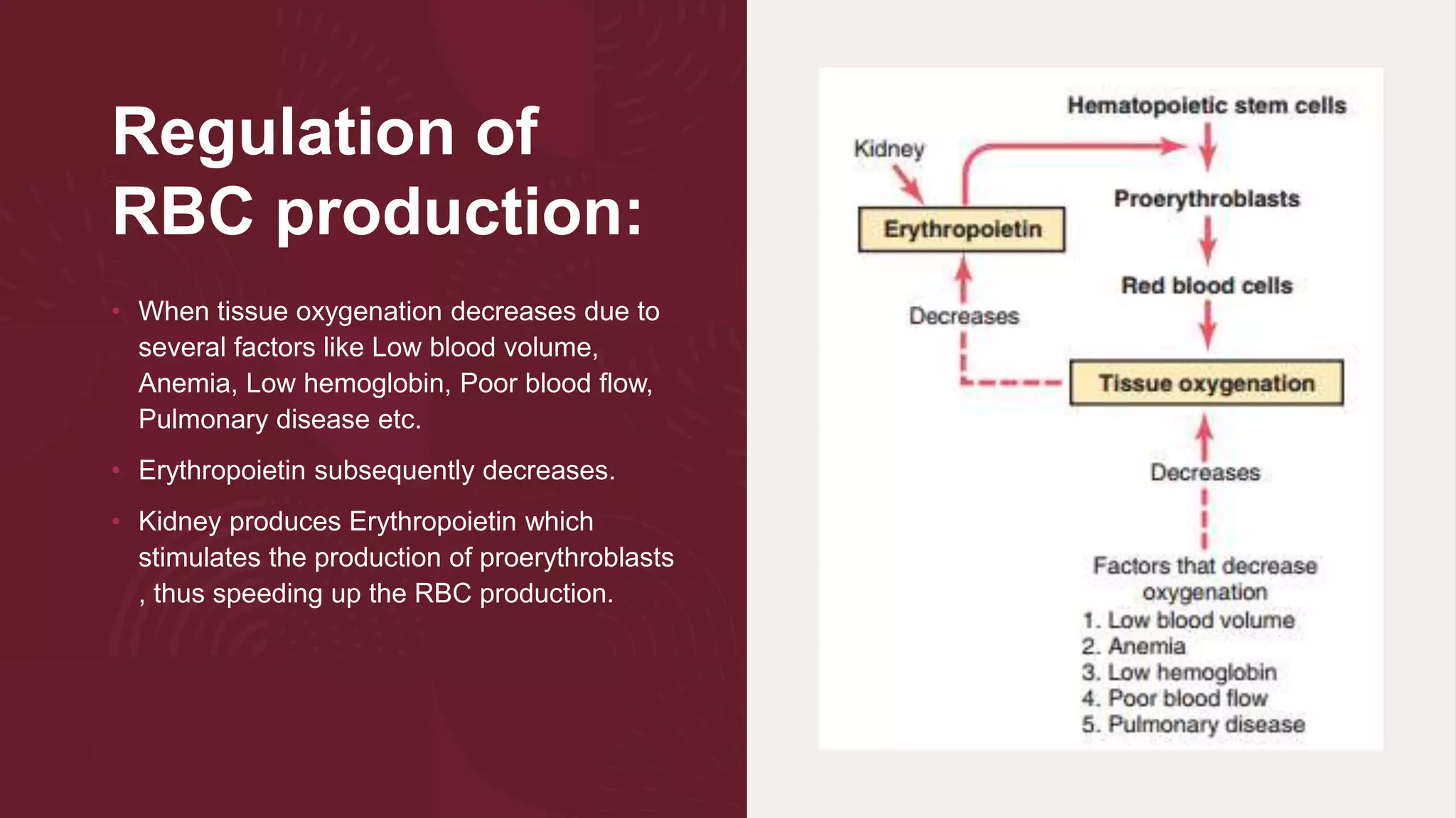 Erythropoiesis (RBC production) | PPTX