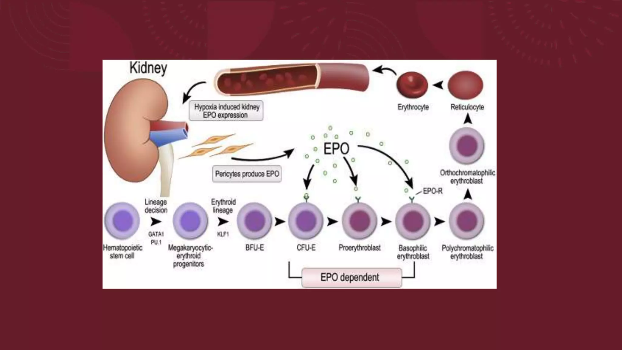 Erythropoiesis (RBC production) | PPTX