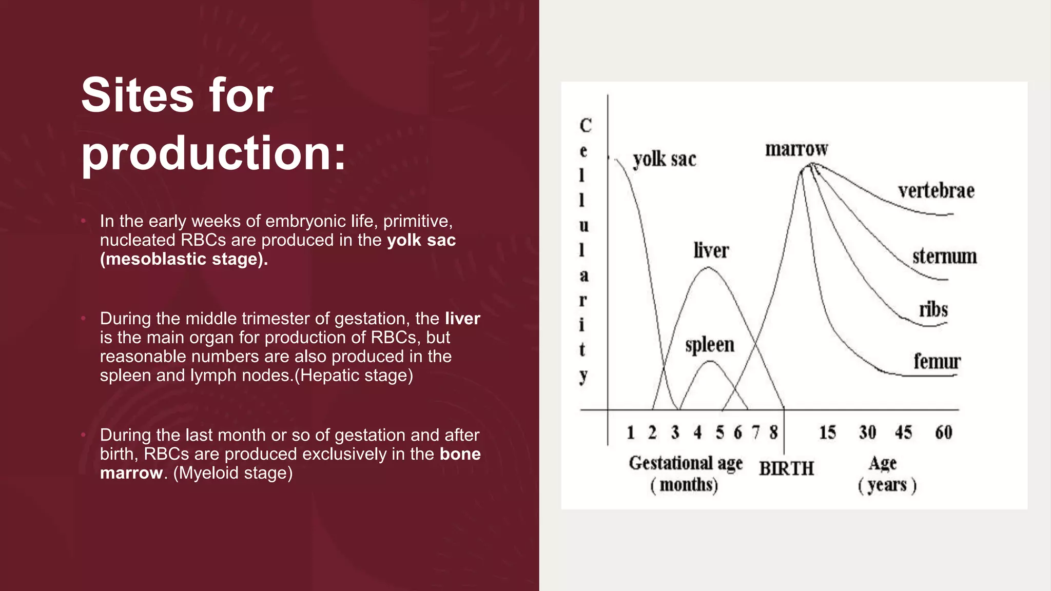 Erythropoiesis (RBC production) | PPTX