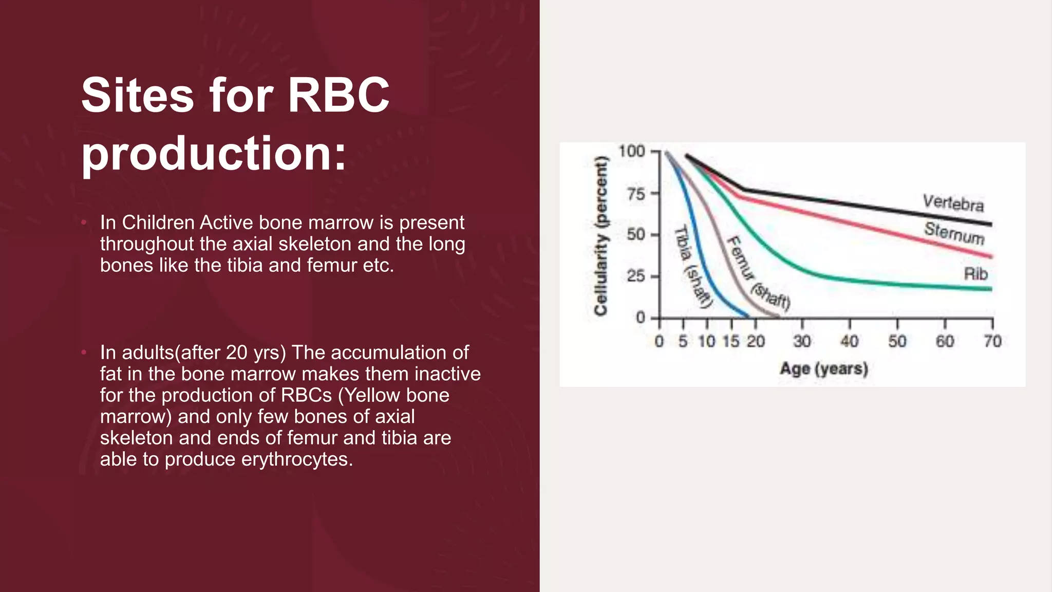 Erythropoiesis (RBC production) | PPTX
