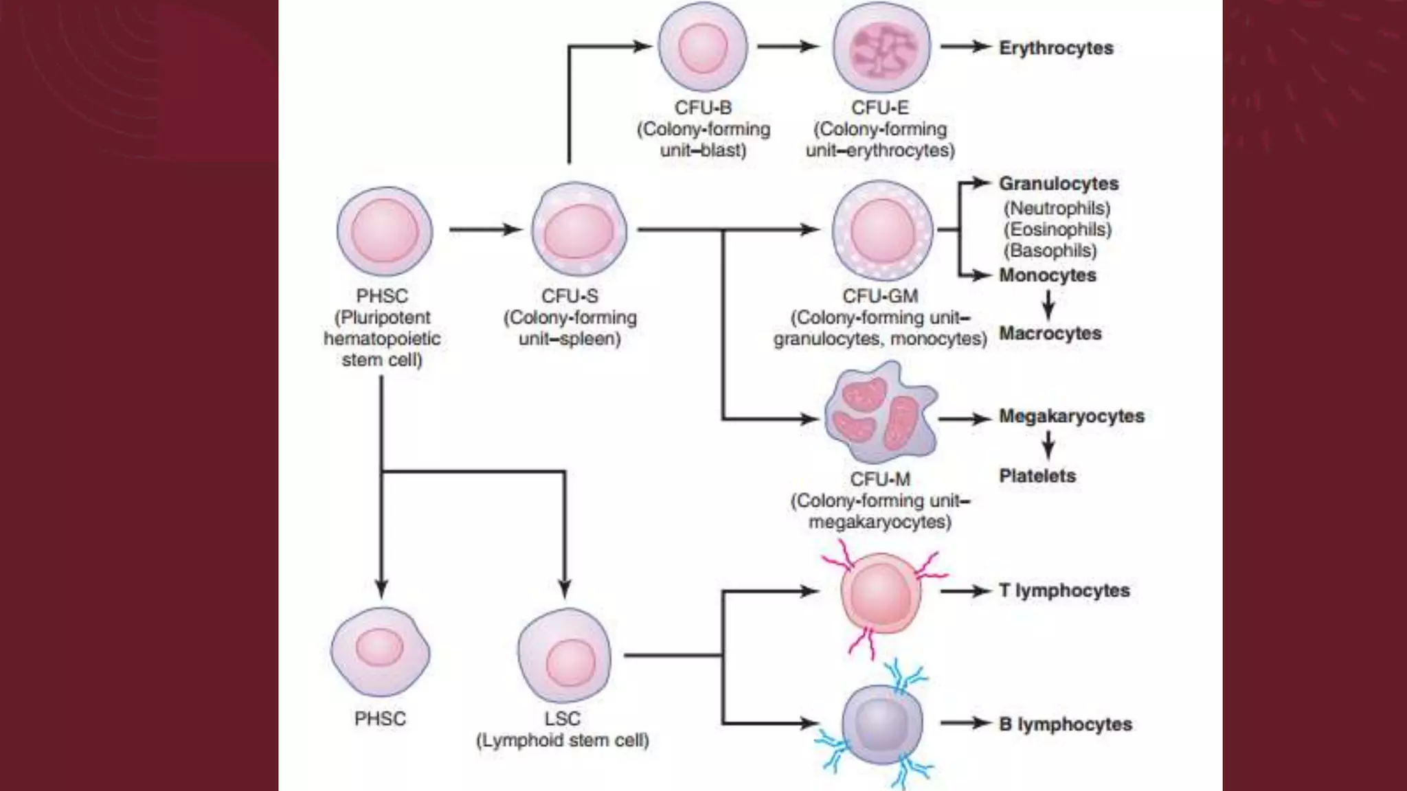 Erythropoiesis (RBC production) | PPTX