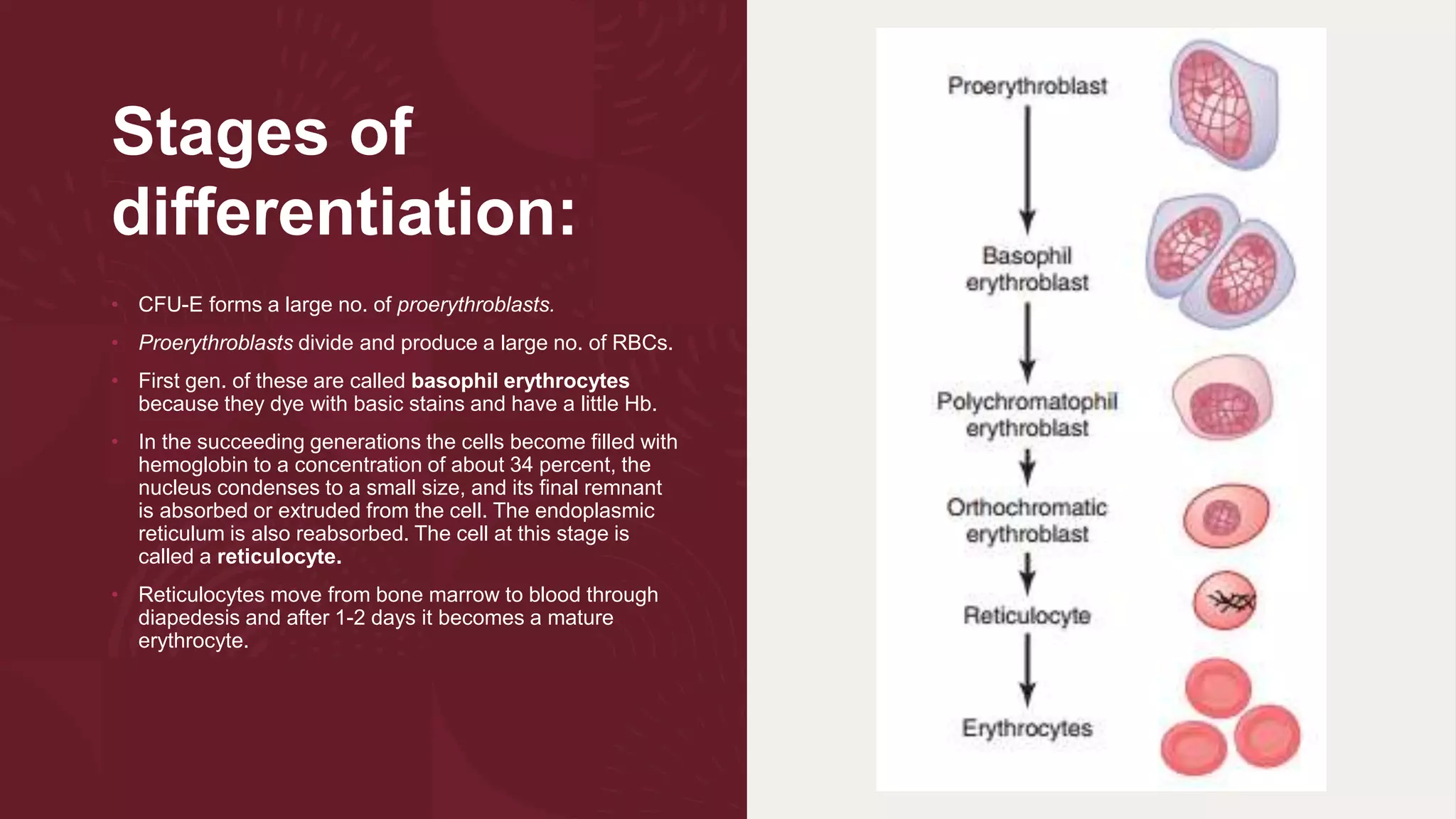Erythropoiesis (RBC production) | PPTX