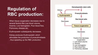 Erythropoiesis (RBC production) | PPTX