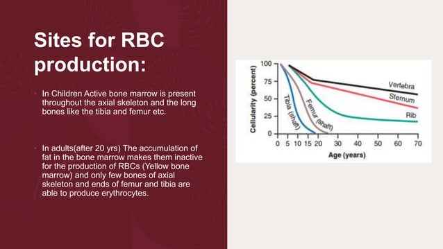 Erythropoiesis (RBC production) | PPTX