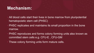 Erythropoiesis (RBC production) | PPTX