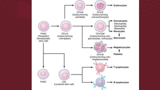 Erythropoiesis (RBC production) | PPTX