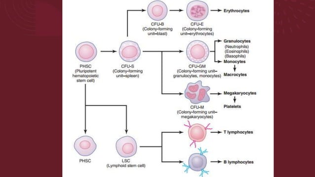 Erythropoiesis (RBC production) | PPTX