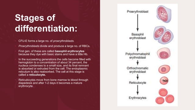 Erythropoiesis (RBC production) | PPTX