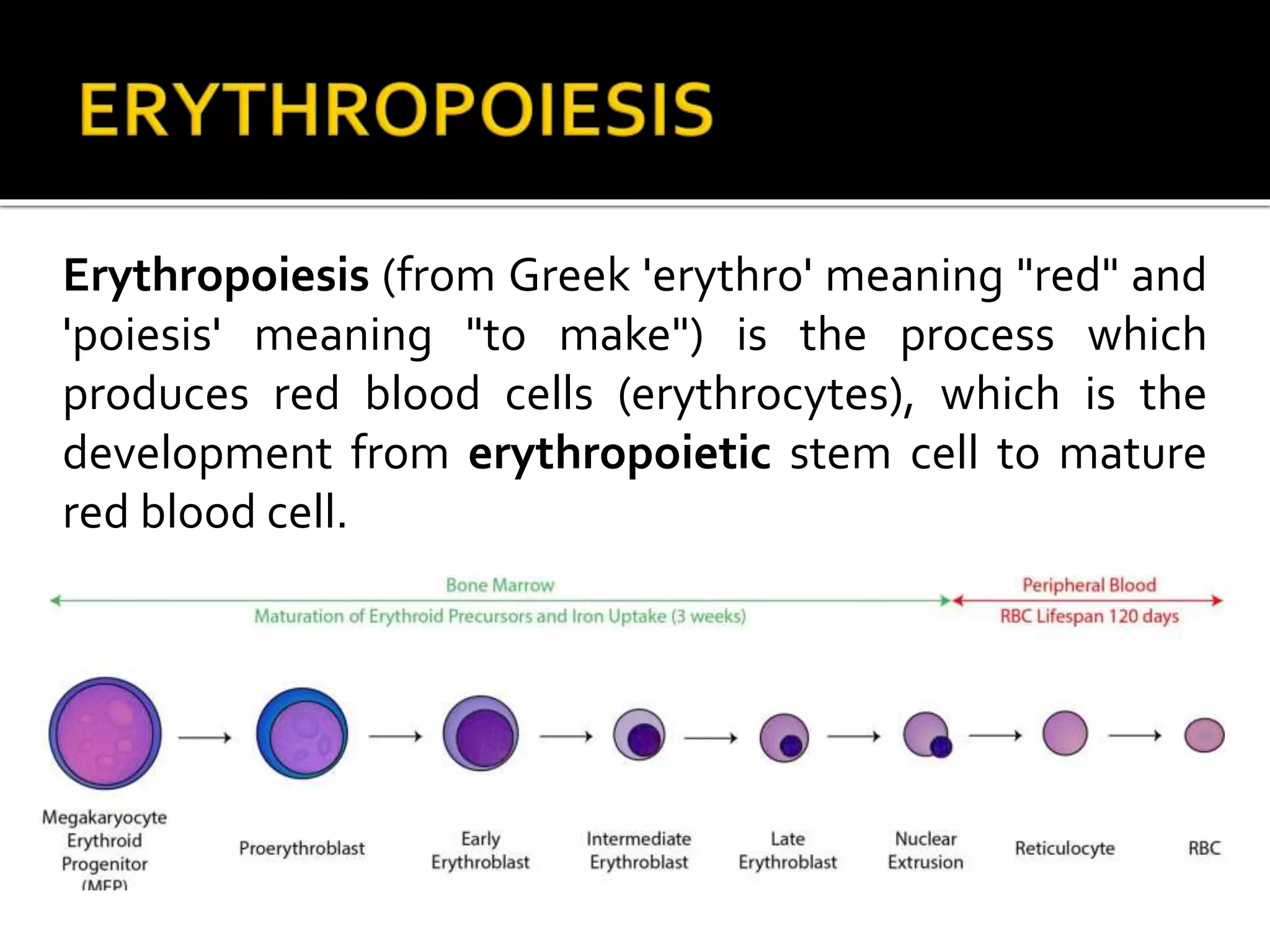Erythropoietin- Kokate | PPTX