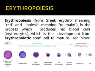Presenatation Erythropoietin-Dr Sumera.pptx