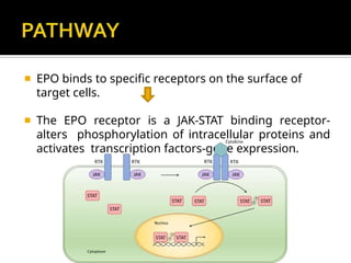 Presenatation Erythropoietin-Dr Sumera.pptx