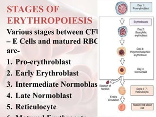erythropoisis. red blood cells blood and blood products | PPT | Free ...