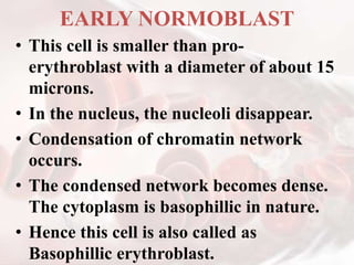 erythropoisis. red blood cells blood and blood products | PPT | Free ...