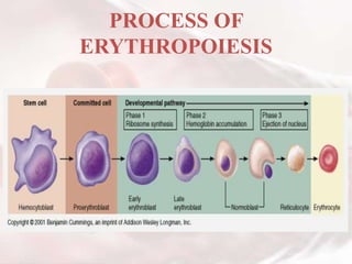 erythropoisis. red blood cells blood and blood products | PPTX