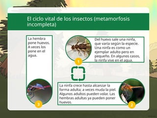 Exploring Animal Classes and Their Life Cycles: Mammals, Amphibians ...
